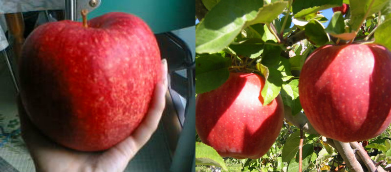 Nine Of The Most Expensive Fruits In The World | Top 9 Costly Fruits
